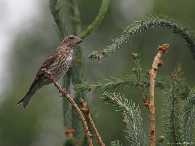 Roselin pourpré mâle 2ème année - juda261196