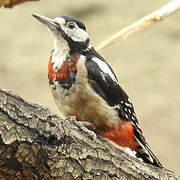 Piciformes - Oiseaux.net - birds