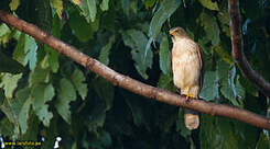 Variable Goshawk - Accipiter hiogaster