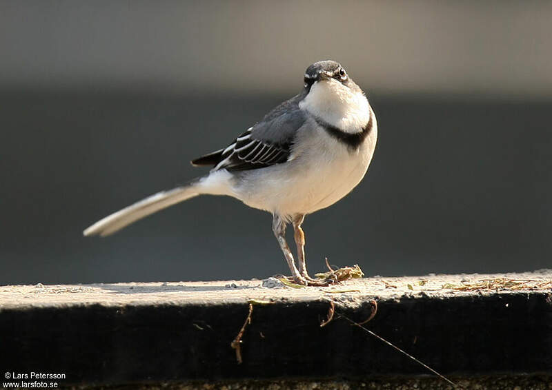 Bergeronnette à longue queue - lape278577