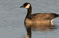 Bernache de Hutchins - Branta hutchinsii