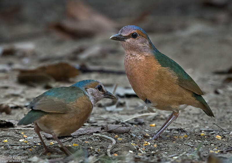 Blue-rumped Pitta - Hydrornis soror - lape285749