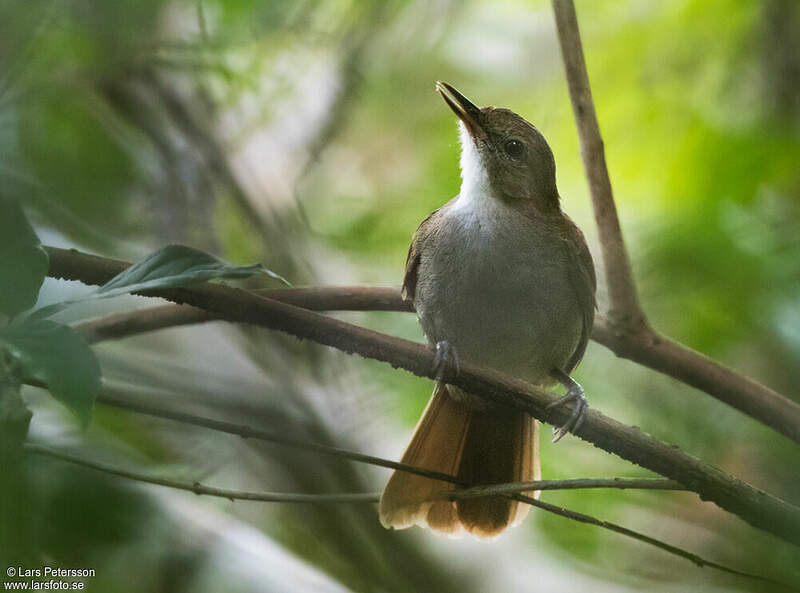 Terrestrial Brownbul - Phyllastrephus terrestris adult - lape283254