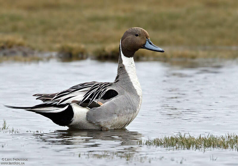 Canard pilet - lape273153