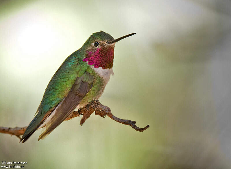 Colibri à queue large - lape278375
