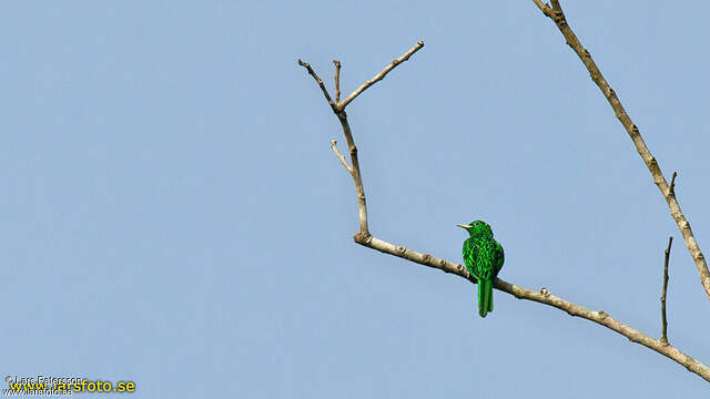Coucou foliotocol - lape278230