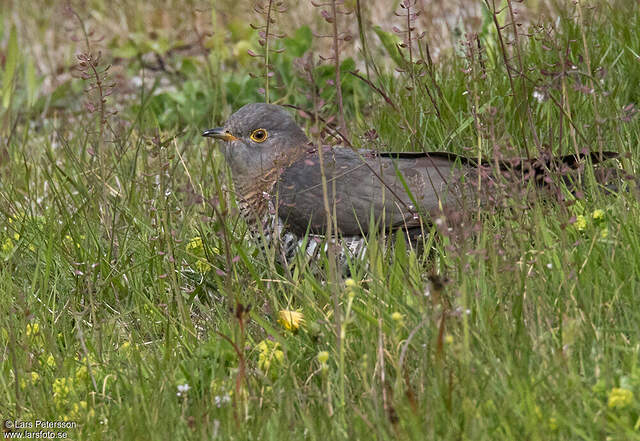 Coucou gris - lape281164