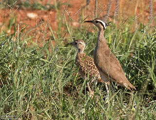 Courvite de Somalie , - lape275245