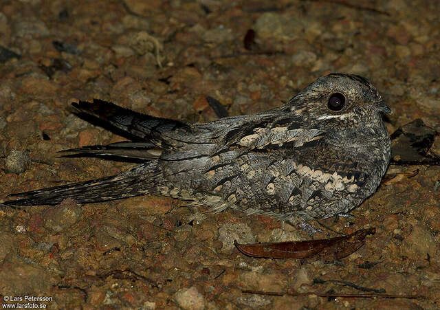 Engoulevent musicien - lape274708