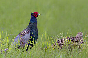 Faisan versicolore - Phasianus versicolor