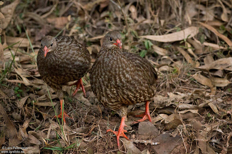 Francolin écaillé - lape284016