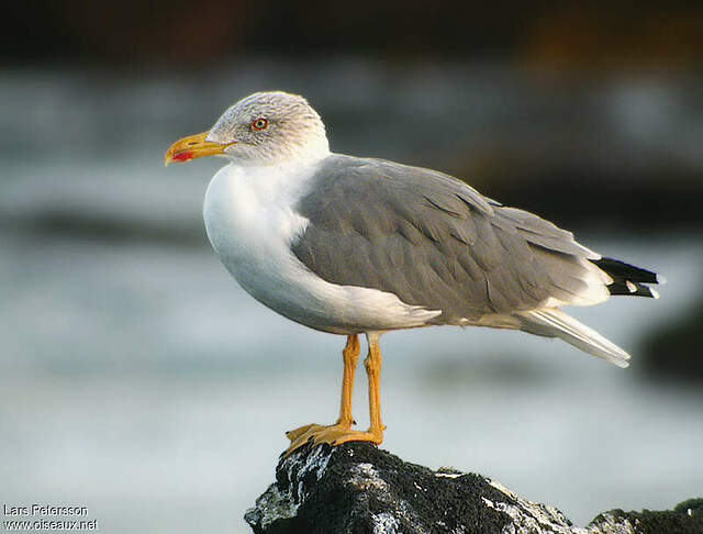 Goéland leucophée - Larus michahellis - lape280547