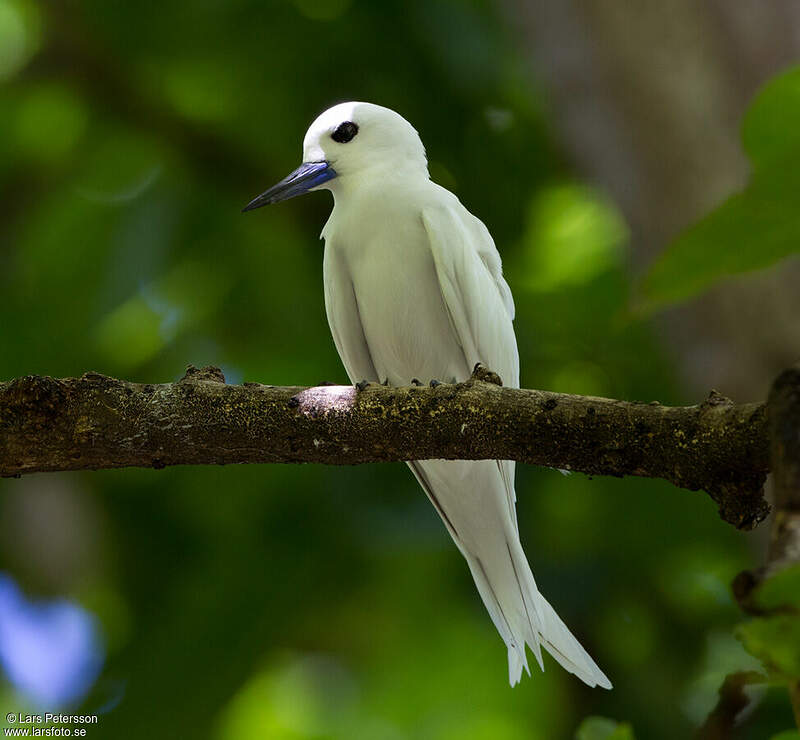 Gygis blanche - lape284856