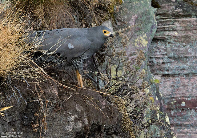 Gymnogène d'Afrique - lape282901
