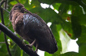 Ibis de Sao Tomé - Bostrychia bocagei