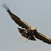 Aigle impérial - Aquila heliaca