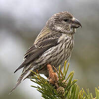 Bec-croisé perroquet - Loxia pytyopsittacus