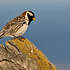 Lapland Longspur - Pictures, page 1