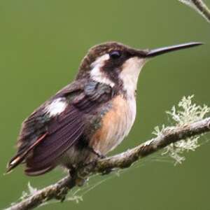 Esmeraldas Woodstar - Chaetocercus berlepschi