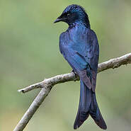 Bronzed Drongo - Dicrurus aeneus