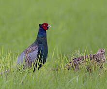 Green Pheasant - Phasianus versicolor