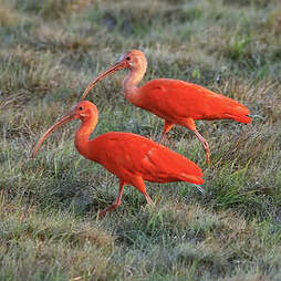 Ibis rouge - Eudocimus ruber