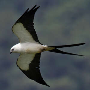 Milan à queue fourchue - Elanoides forficatus