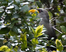 Malcoha austral - Ceuthmochares australis