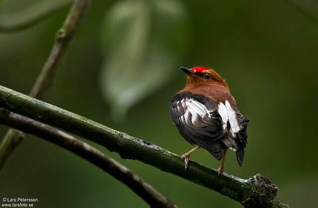 Club-winged Manakin - Machaeropterus deliciosus - lape277151