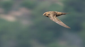 African Black Swift - Apus barbatus