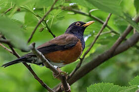 Izu Thrush - Turdus celaenops