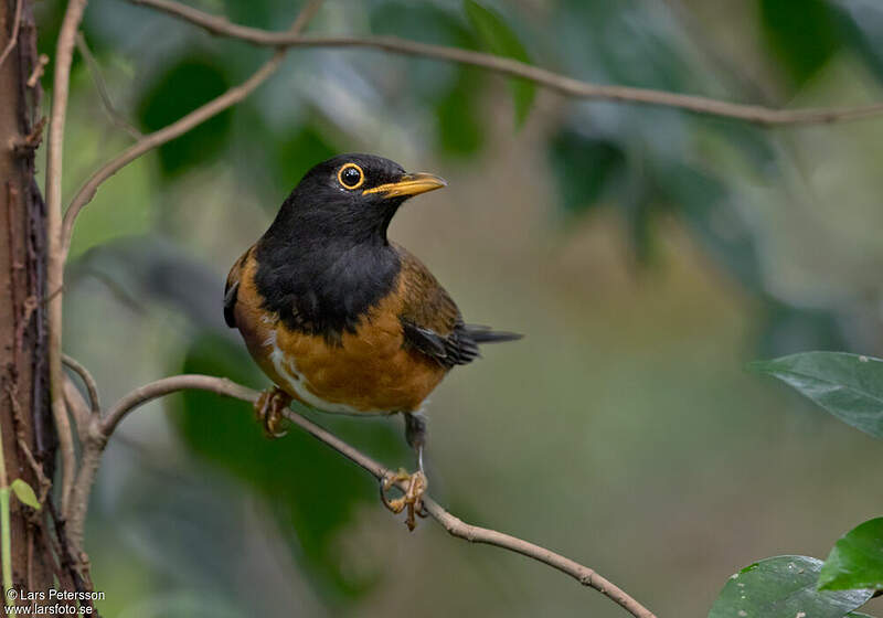 Izu Thrush - Turdus celaenops - lape285647