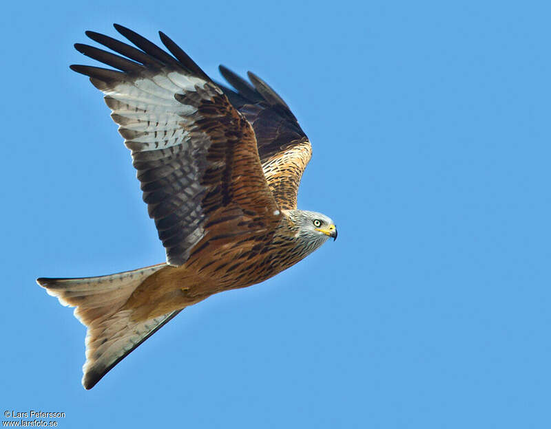 Milan royal - lape281377