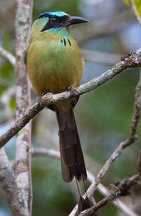 Whooping Motmot : Geographic range