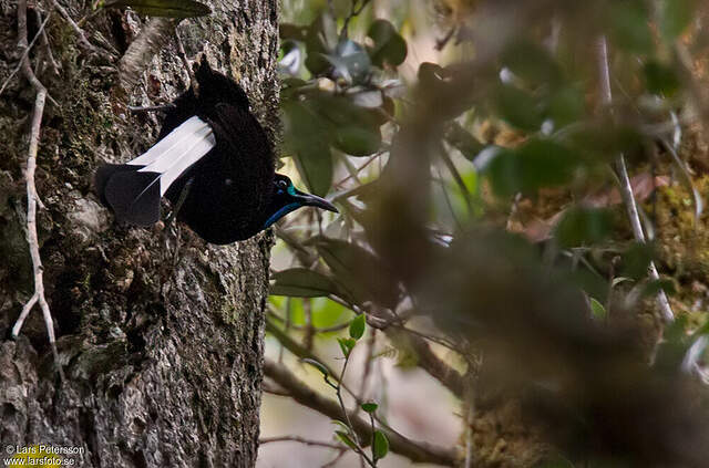 Paradisier splendide - lape274623