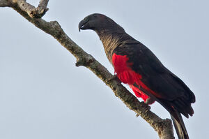 Pesquet's Parrot - Psittrichas fulgidus