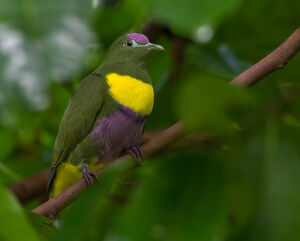 Yellow-bibbed Fruit Dove - Ptilinopus solomonensis