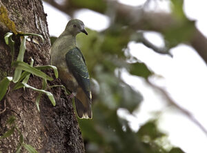 Yellow-bibbed Fruit Dove - Ptilinopus solomonensis