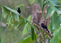 Forbes's Blackbird : Geographic range