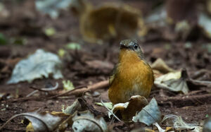 Equatorial Akalat - Sheppardia aequatorialis