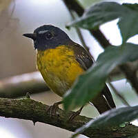 White-starred Robin : Geographic range