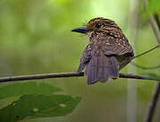 Crescent-chested Puffbird - Malacoptila striata