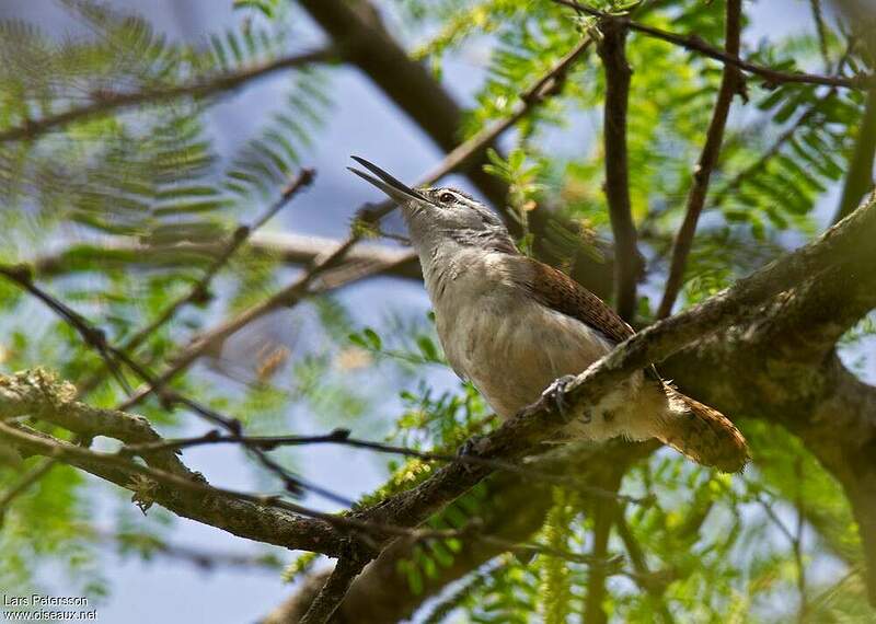 Troglodyte bridé adulte - lape277804