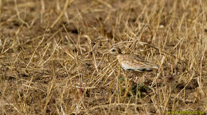 Quail-plover - Ortyxelos meiffrenii
