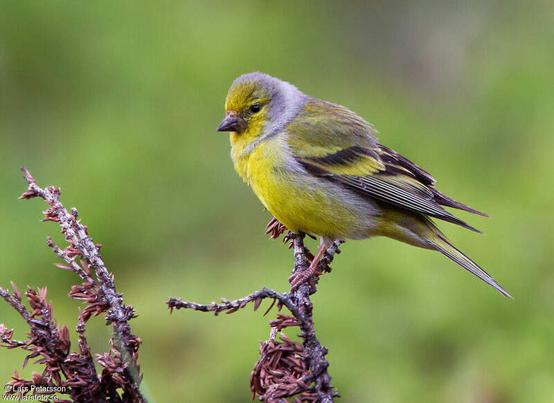 Citril Finch - Carduelis citrinella - lape273750