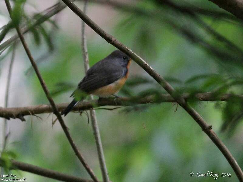 Gobemouche du Cachemire adulte - laro232471