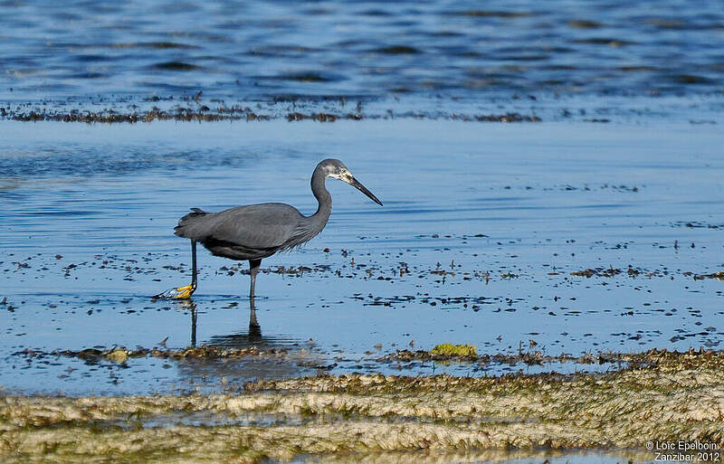 Aigrette dimorphe - Egretta dimorpha - loep132170
