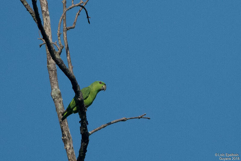 Caïque à queue courte - loep257232
