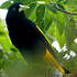 Yellow-rumped Cacique - Pictures, page 1