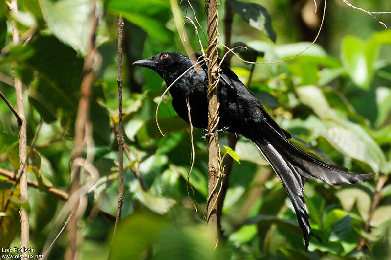 Drongo de Mayotte adulte - loep151241
